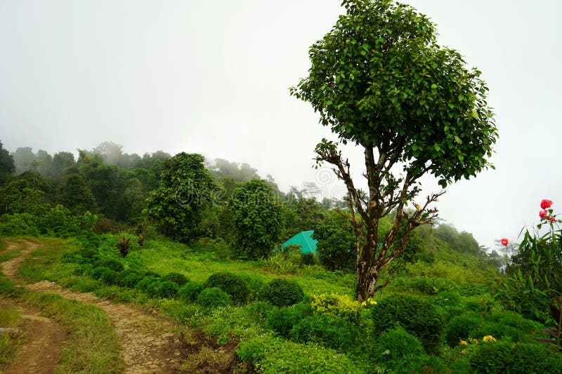 Greenery Background of Mountain Forest at Lungchok Stock Photo - Image ...
