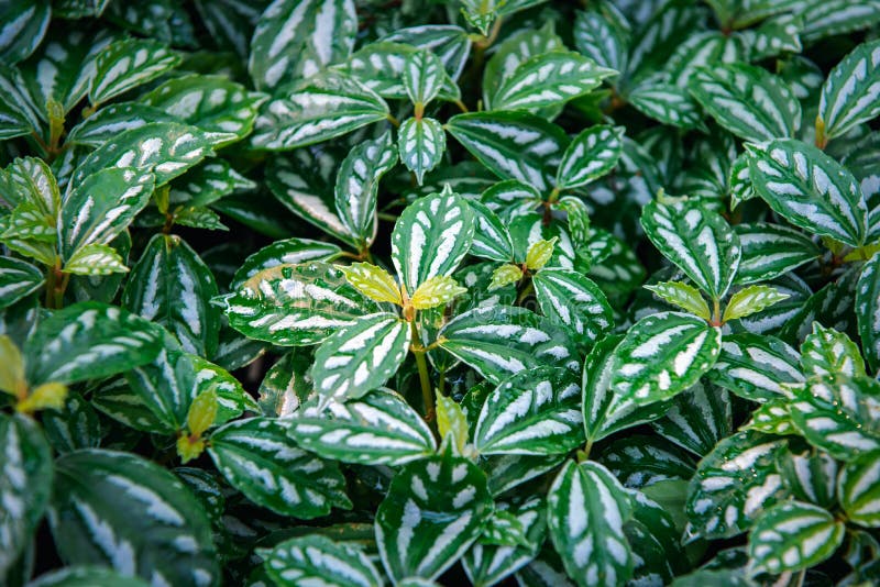 Greenery Background of Nature Plant and Leaf Stock Image - Image of ...