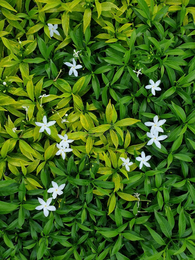 Greenery Background of Nature Plant and Leaf Stock Photo - Image of ...