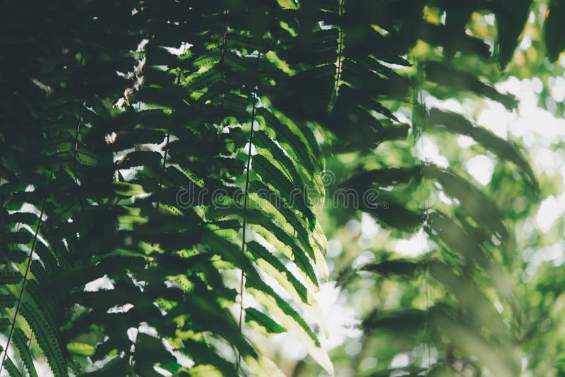 Greenery Background of Nature Plant and Leaf Stock Photo - Image of ...