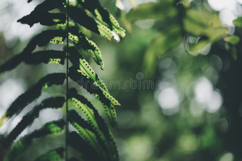 Greenery Background of Nature Plant and Leaf Stock Photo - Image of ...