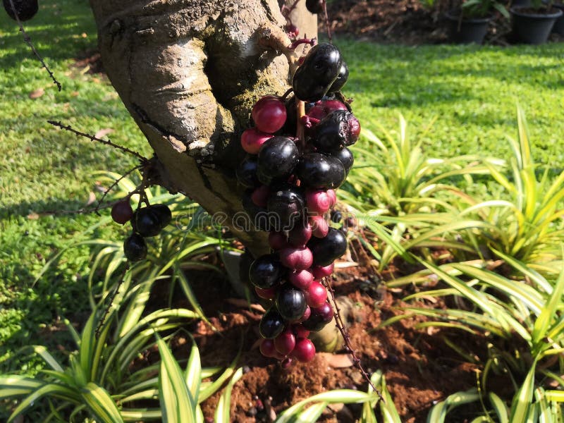 Greenery Background of Nature Plant and Leaf Stock Photo - Image of ...