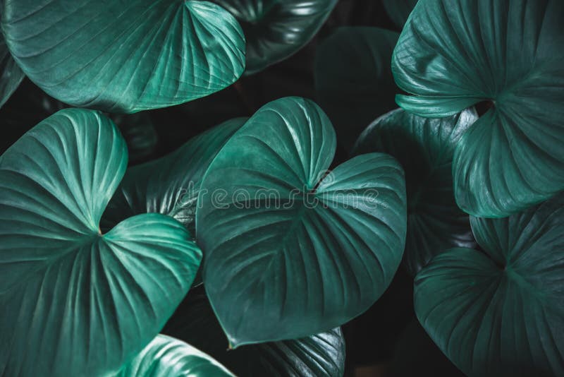 Greenery Background of Nature Plant and Leaf Stock Photo - Image of ...