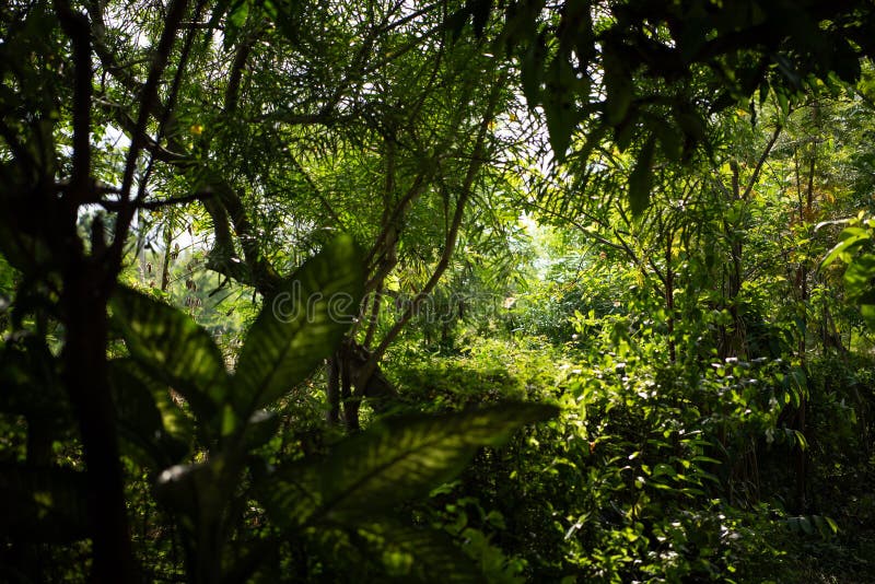 Greenery Background of Nature Plant and Leaf Stock Image - Image of ...