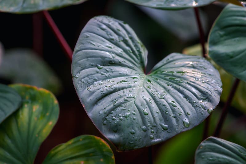 Greenery Background of Nature Plant and Leaf Stock Image - Image of ...