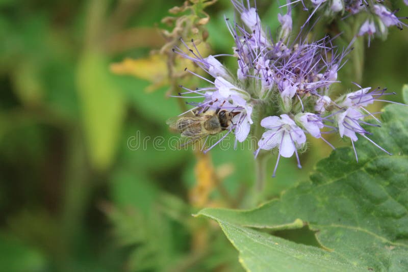 Greenery Background. Violet Bloom and the Bee. Focus on Foreground ...