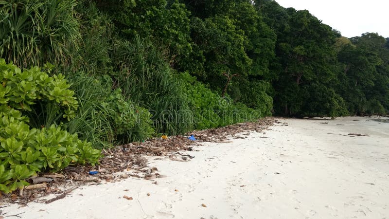 Greenery on Beach Nice View Stock Photo - Image of greenery, beautiful ...