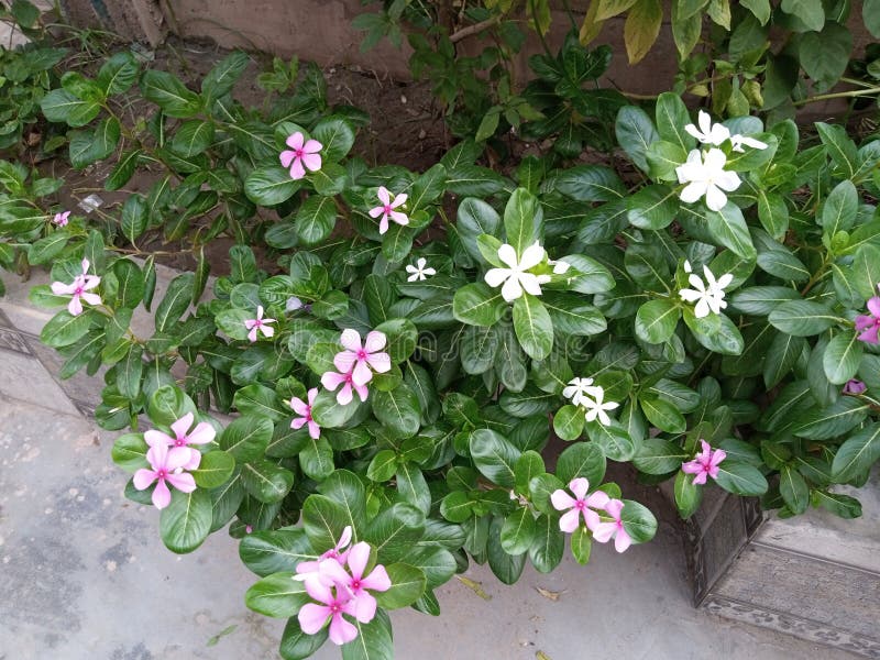 Greenery of Beautiful Flowers. Stock Image - Image of garden, backyard ...