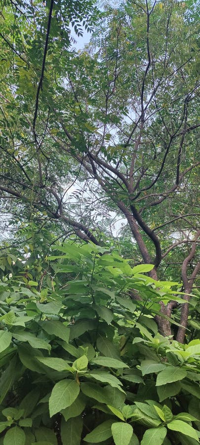 Greenery and Beautiful Nature View at Park Stock Image - Image of ...