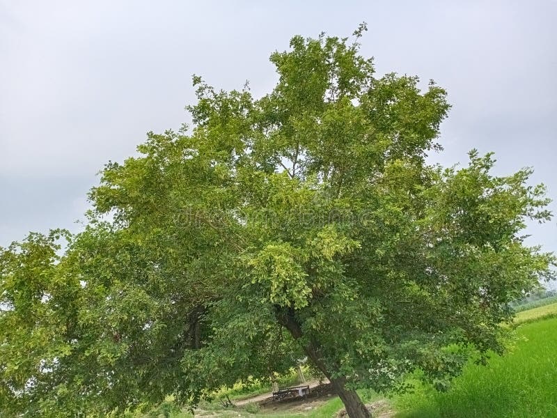 Greenery Beautiful View stock photo. Image of green - 226058256