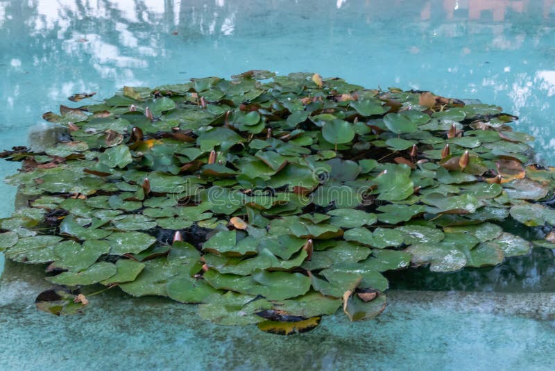 The Greenery on the Blue Water of the Pond Stock Image - Image of green ...