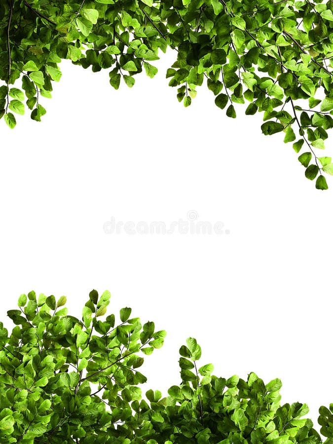 Greenery Branches Leaves Frame Border Stock Photo - Image of color ...