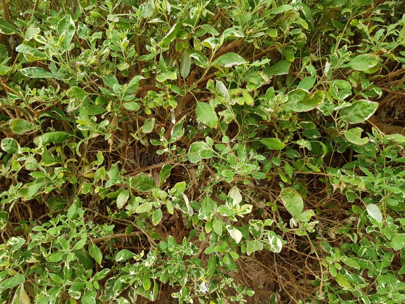 Greenery on the Bush Place for Text Stock Photo - Image of botanical ...