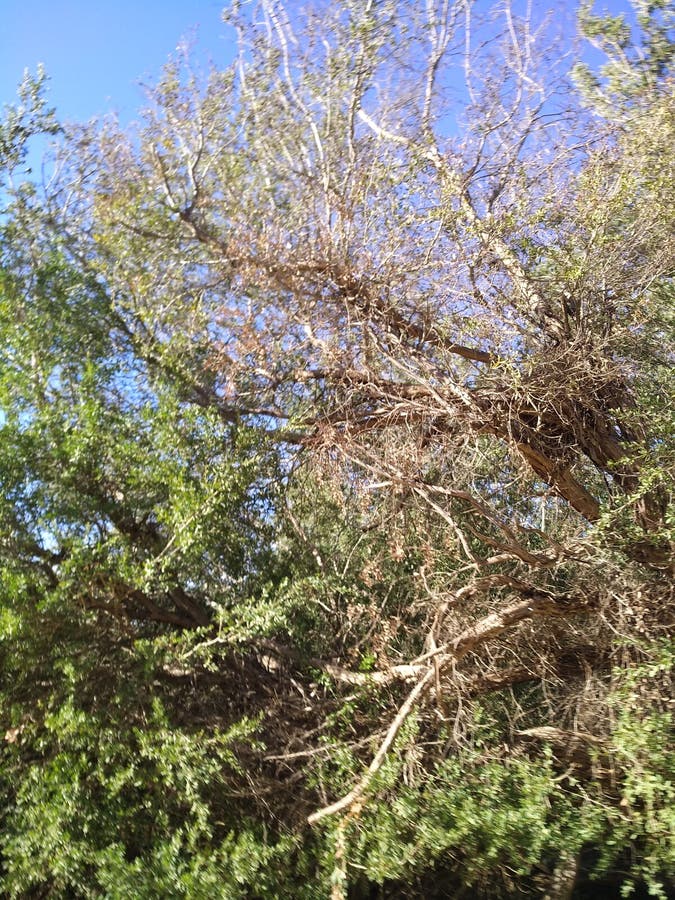 Bush trees stock photo. Image of greenery, twigs, bush - 115379984