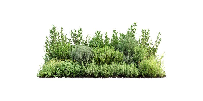 Greenery Bush with Various Plants Isolated on Transparent Background ...