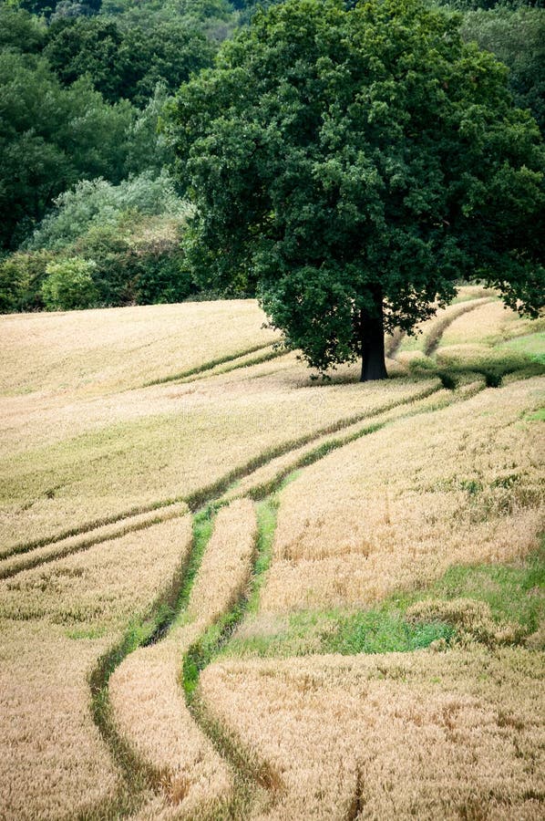 The Greenery of the Cheshire Countryside, UK Stock Photo - Image of ...