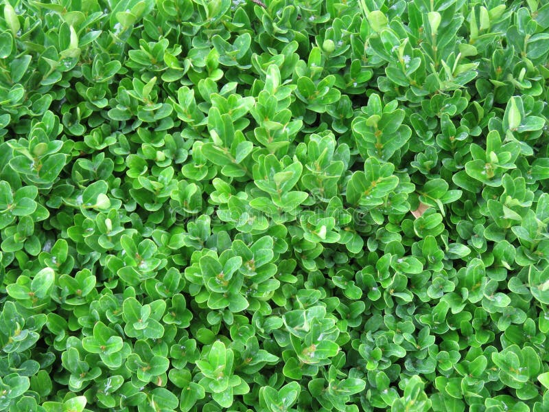 Greenery close up stock photo. Image of spring, close - 101011322