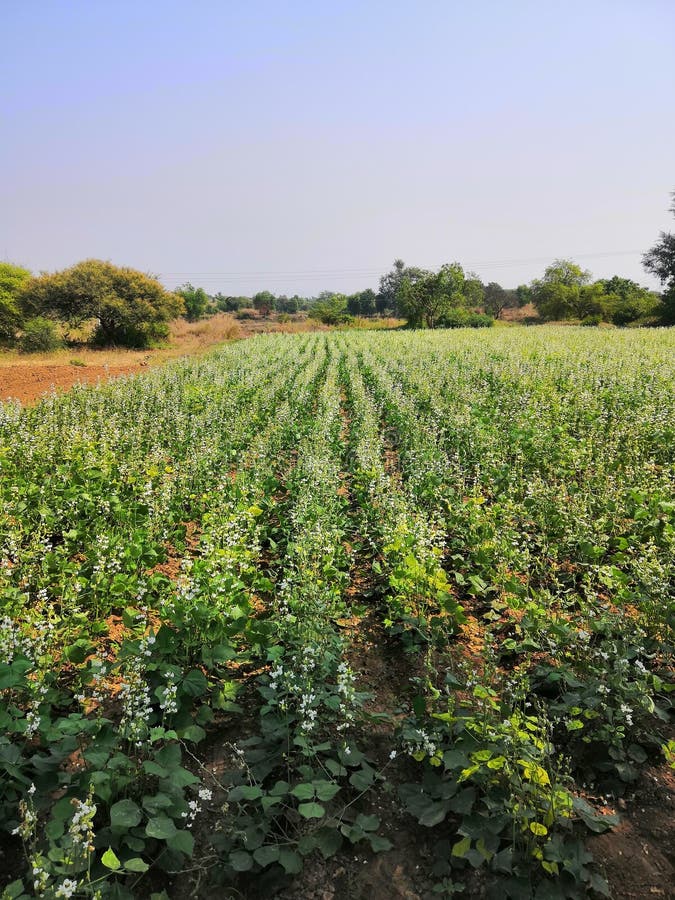 Greenery crop my farm stock photo. Image of lawn, greenery - 209999260