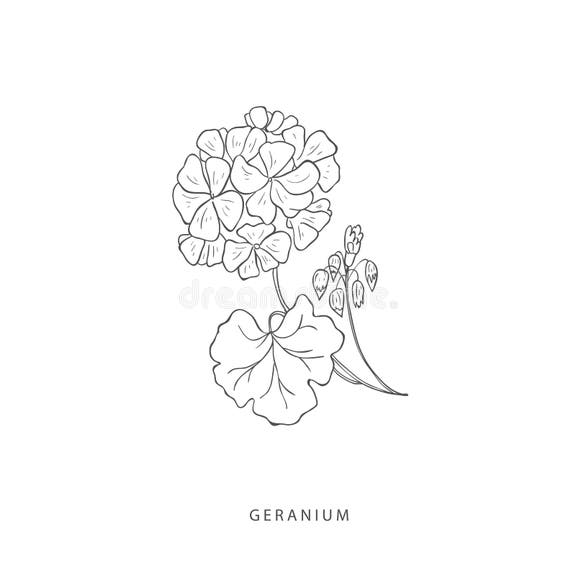 Greenery Design Elements. Botanical Logos. Stock Vector - Illustration ...