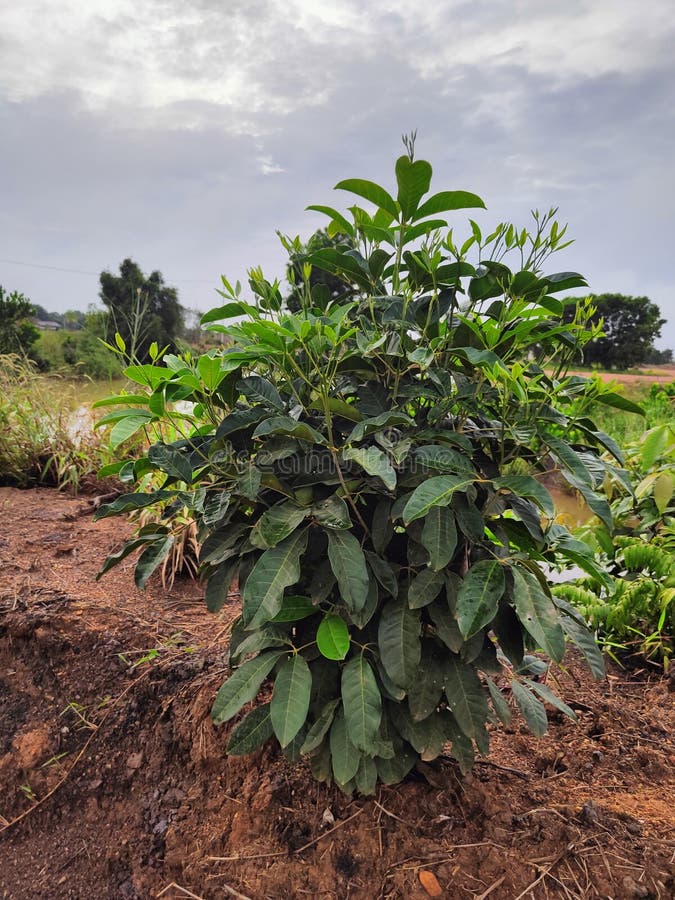 Greenery on the Edge of the Dirt Road Stock Photo - Image of jungle ...