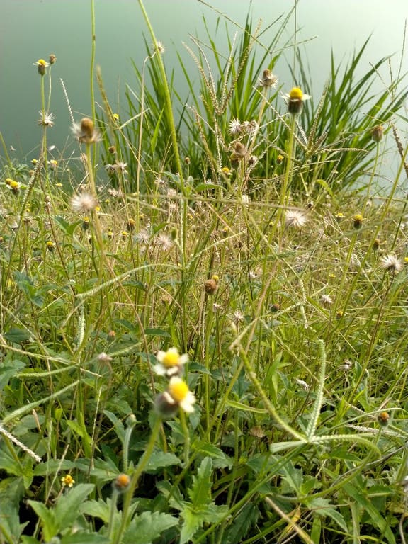 Greenery on the Edge of the Lake Stock Photo - Image of lake, greenery ...