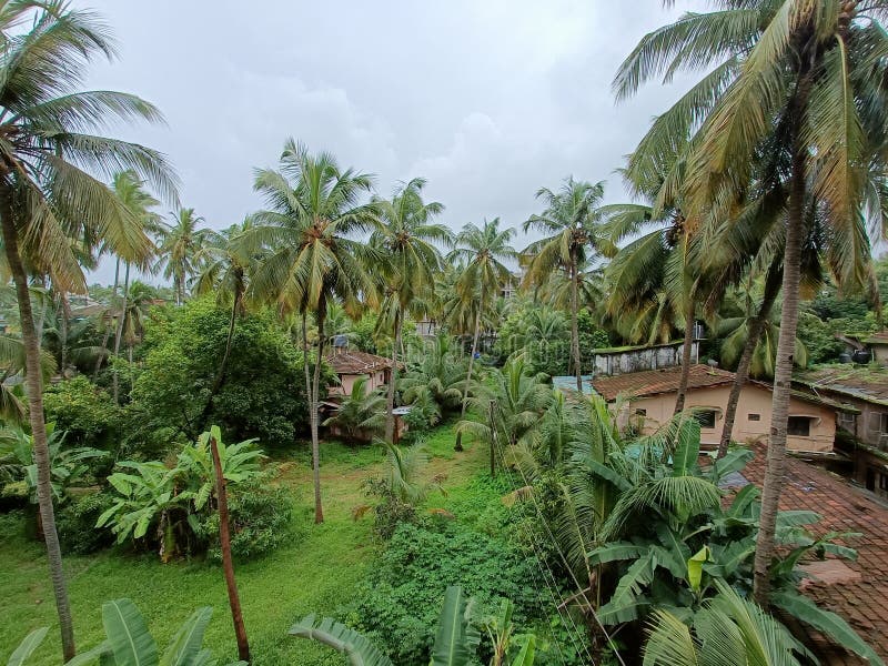 Greenery Everywhere is the Beauty of Goa during the Monsoons Stock ...