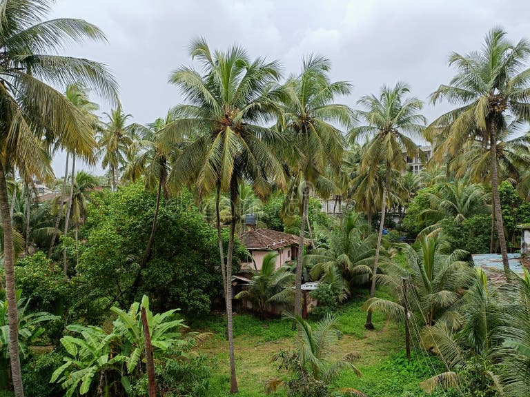 Greenery Everywhere is the Beauty of Goa during the Monsoons Stock ...