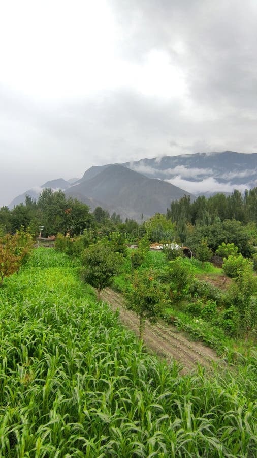 Greenery Everywhere in Pakistan Stock Image - Image of greenery ...