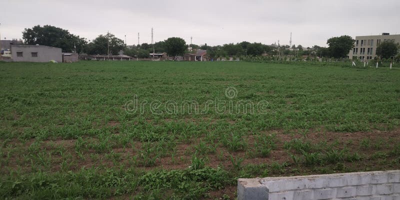 Greenery Farm Agriculture Crops India Stock Image - Image of india ...