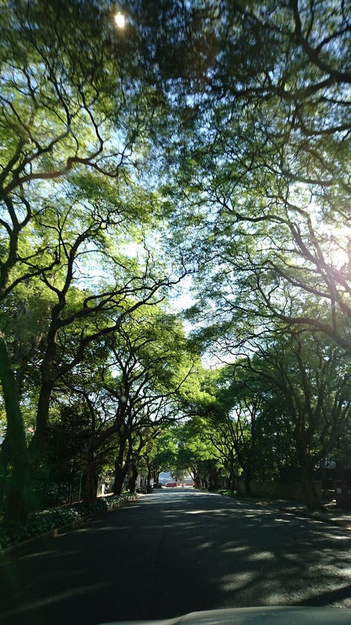 Greenery Filled Road editorial stock photo. Image of sunshine - 72620558