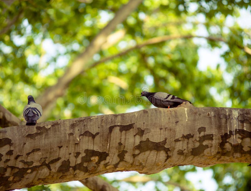 Greenery Flowers and a Tree of a Very Beautiful Light Green Color on a ...