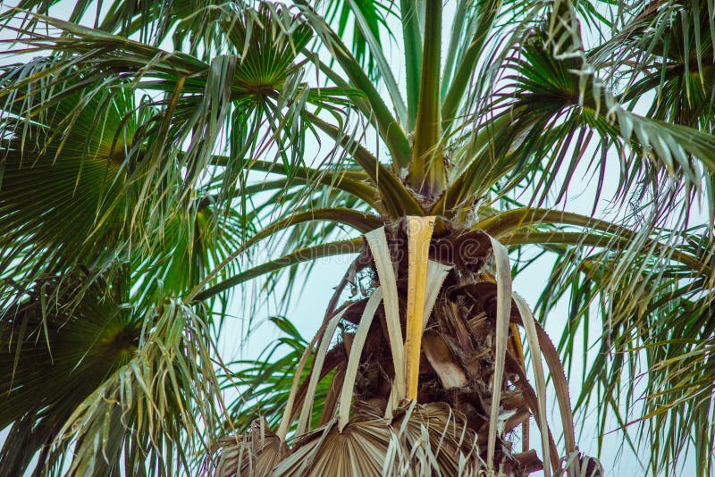 Greenery Flowers and a Tree of a Very Beautiful Light Green Color on a ...