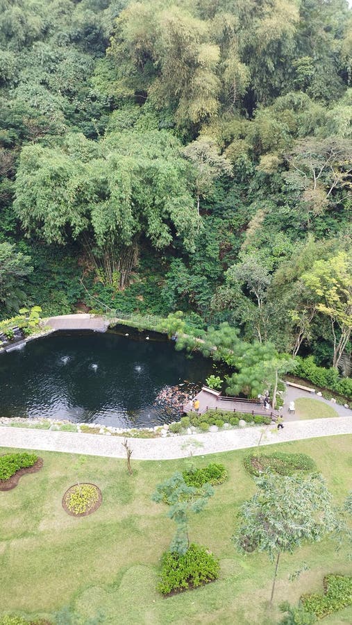 Greenery Forest with Fish Pond Stock Image - Image of fish, daytime ...