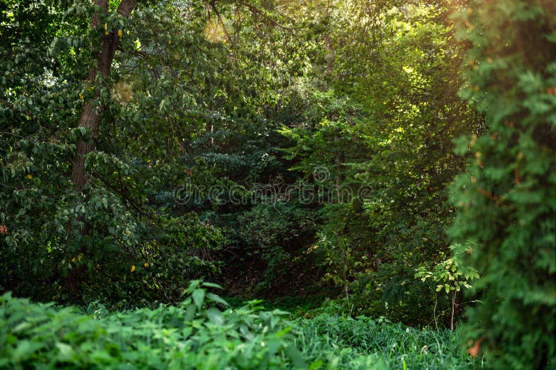 Greenery in Forest or Park with Sun Lights. Forest with Dense Greenery ...