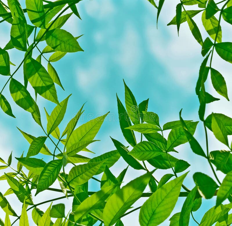 Greenery frame. stock image. Image of closeup, lush, foliage - 16866975