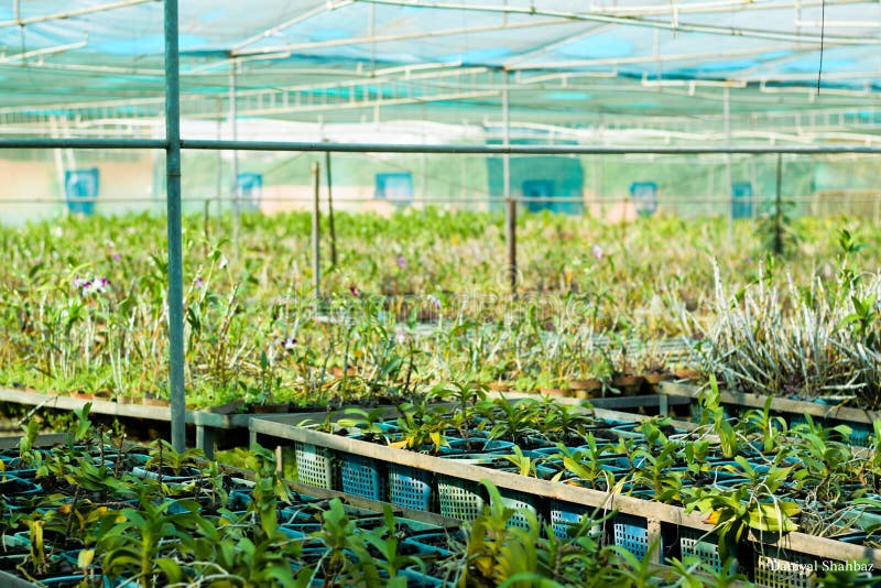 Greenery stock image. Image of science, fresh, plants - 86221159