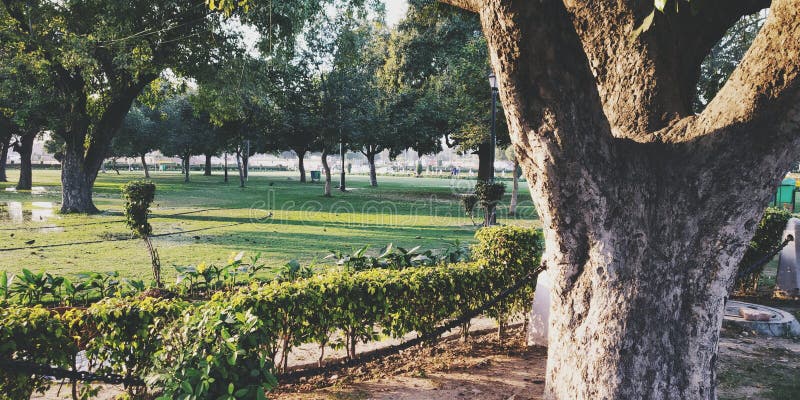 Greenery stock image. Image of greenery, trees, garden - 140510435