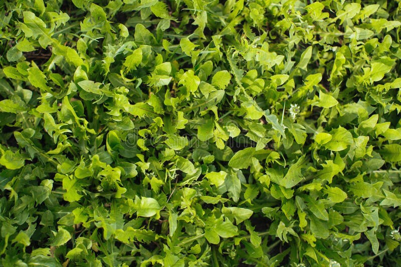 Greenery Grass Texture Close-up. Nature. Stock Photo - Image of grassy ...