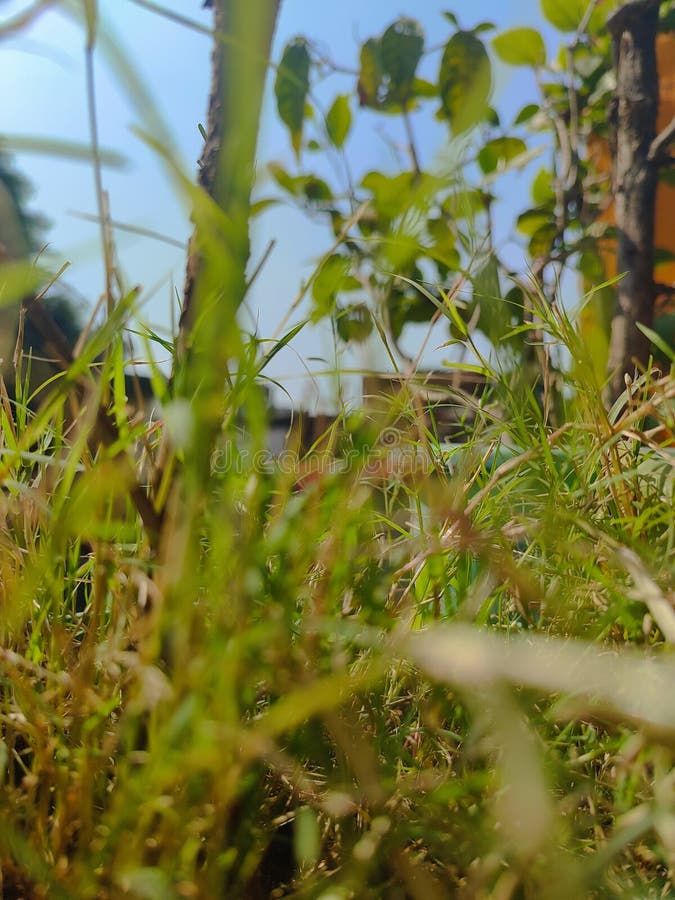 Greenery grasses in pot stock image. Image of shrub - 260001823
