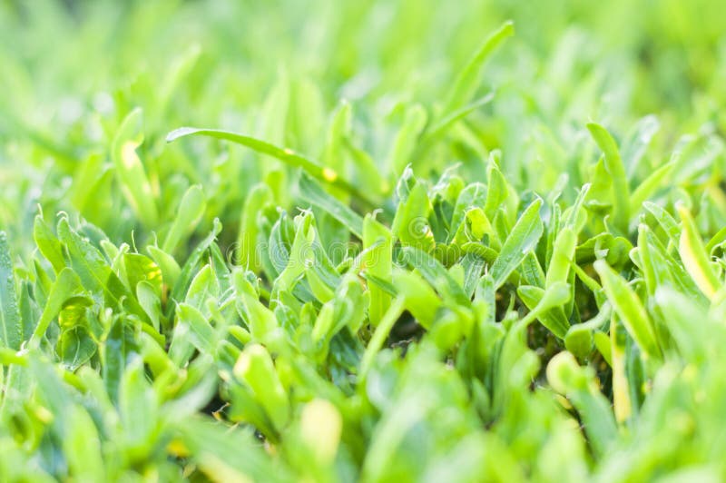 Greenery Grasses Mountain Trees Landscape Stock Photo - Image of ...
