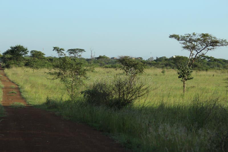 Grass stock photo. Image of trench, growing, water, grass - 80604962