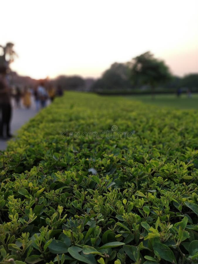 Greenery stock photo. Image of trees, green, greenery - 136957808