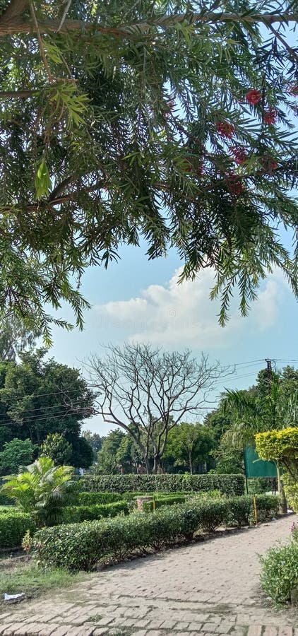 Greenery green landscape stock photo. Image of grass - 260605392