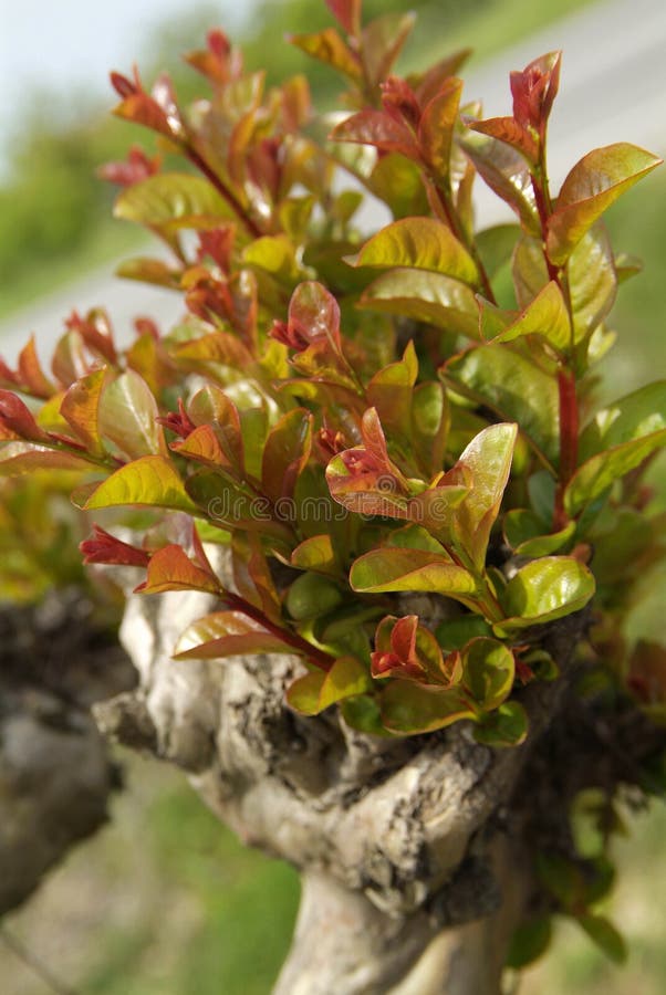 Greenery stock image. Image of ground, greenery, mountain - 85506347