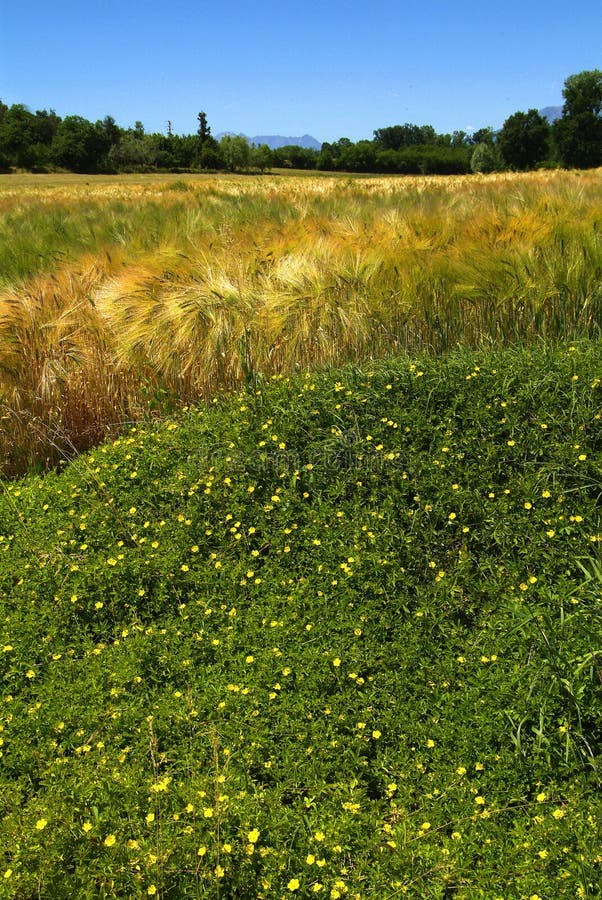 Greenery stock image. Image of fairy, nature, autumn - 85506971