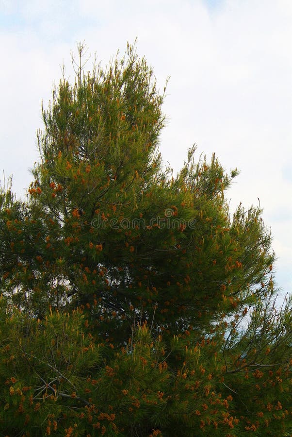 Greenery stock photo. Image of dark, horizontal, cold - 85512124