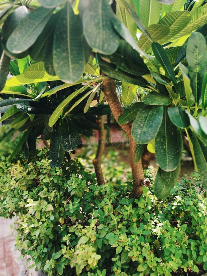 Greenery stock photo. Image of greenery, green, trees - 139752432