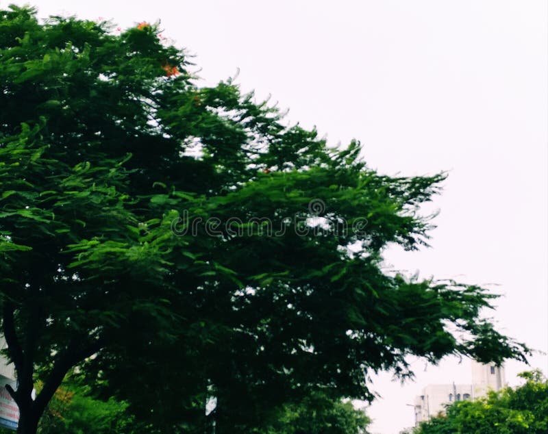 Greenery stock photo. Image of trees, greenery, green - 139752534