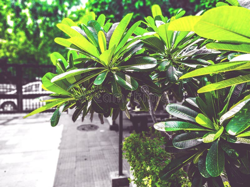 Greenery stock image. Image of trees, plants, green - 139752191