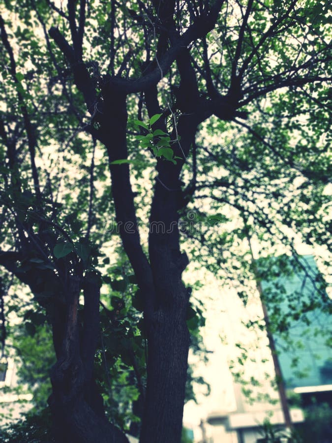 Greenery stock image. Image of greenery, branches, green - 139753041